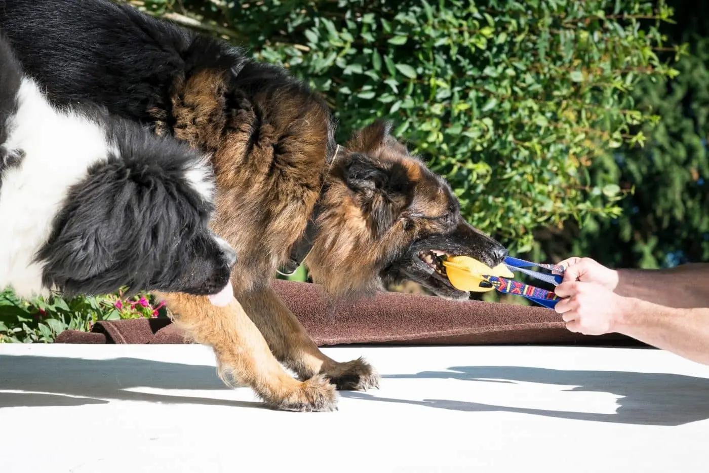 Formation prévention morsures dans le Finistère et le Morbihan